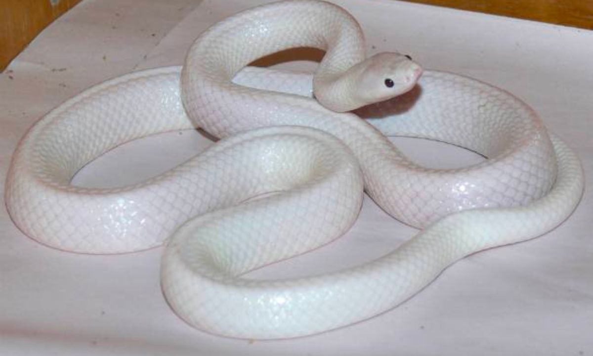 White Snake In Dream Meanings And Interpretations DreamFist white-snake-in-dream-meanings-and-interpretations-dreamfist